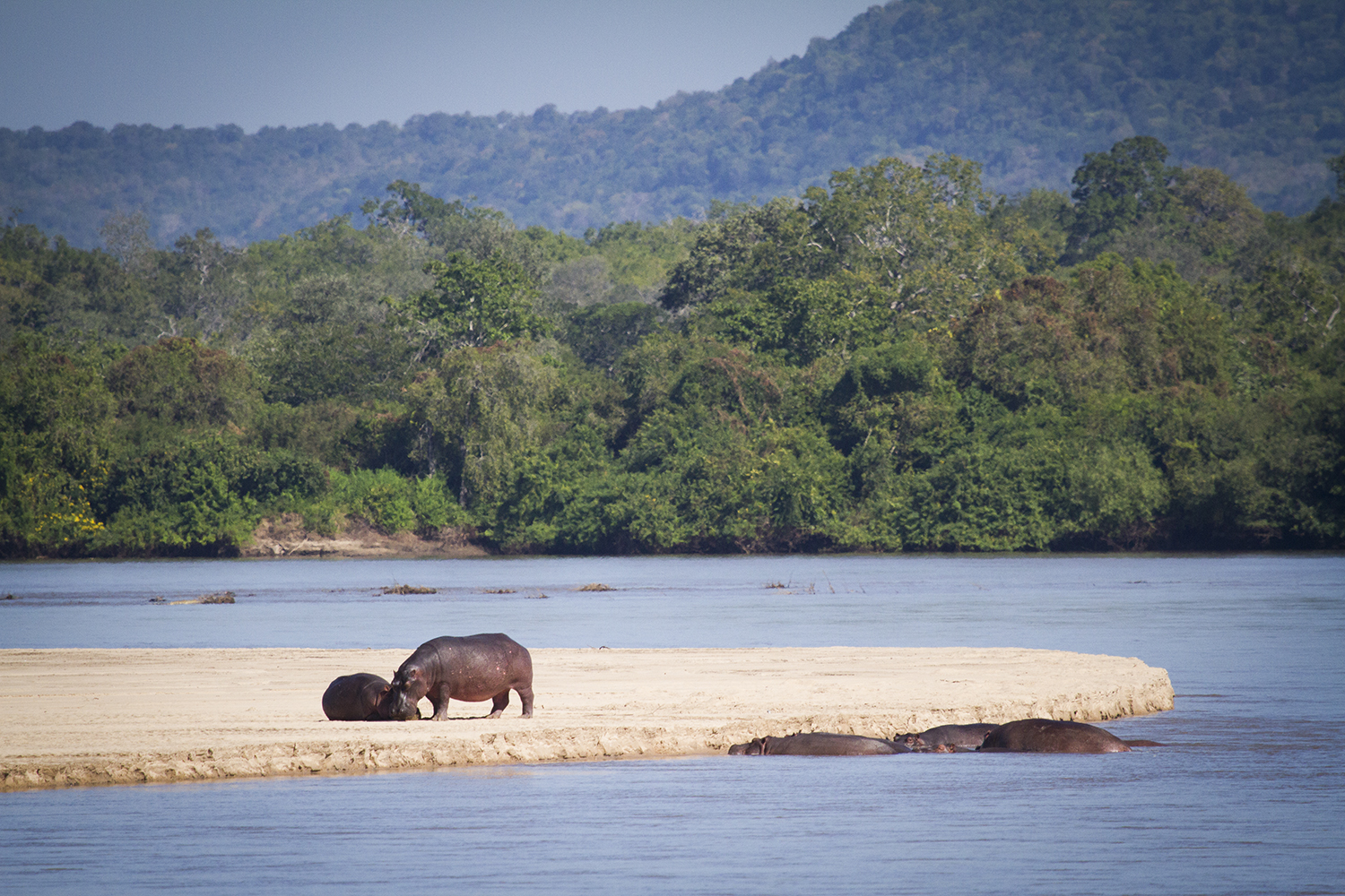 Rufiji River History: Unveiling Key Historical Figures and Ancient ...