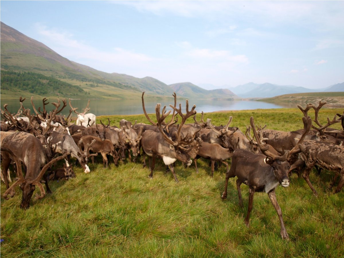 Unveiling Chersky Mountains Discovery: Trailblazers of Exploration